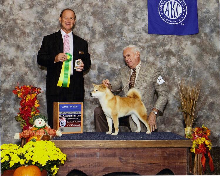 Shiba Inu Puppies, Champion Shiba Inus - Marma Farms